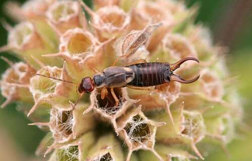 How to trap the pesky – and creepy – earwig - The Durango Herald