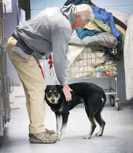 Humane society swelled to the seams with cats and dogs in need of good ...