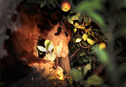 Get help to harvest tree fruit before hungry bears do – The Durango Herald