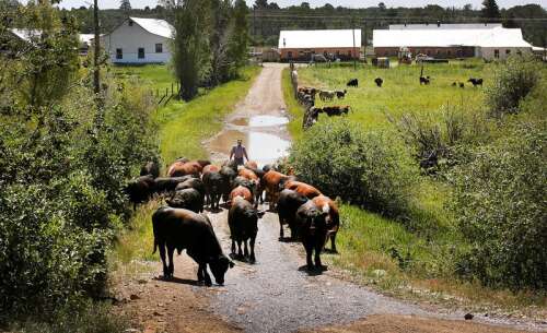 High-altitude grazing a high risk for cattle - The Durango Herald