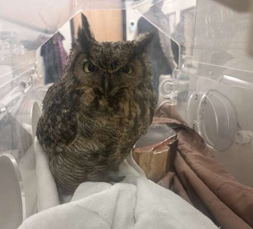 Owl rescued from Durango playground, now recovering - The Durango Herald