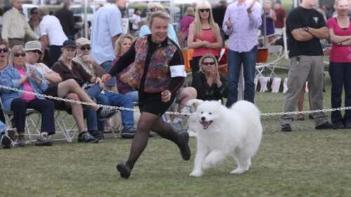 Kennel show features 500 dogs - The Durango Herald