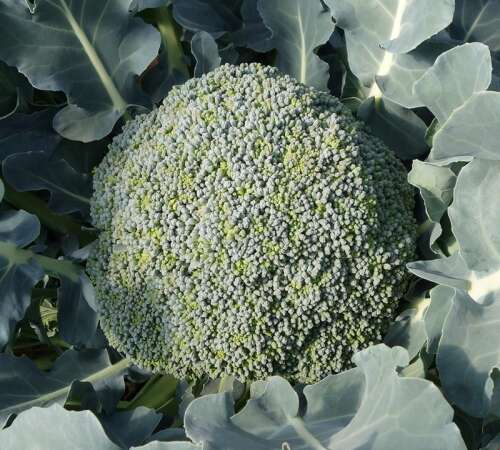 It’s a cole, cold time in vegetable garden - The Journal