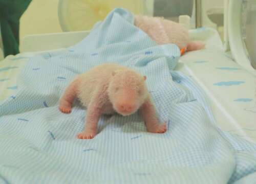The first giant panda cub born in Indonesia is noisy and squirmy in zoo ...