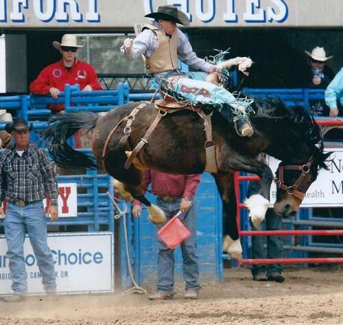 Saddle bronc champion - The Journal