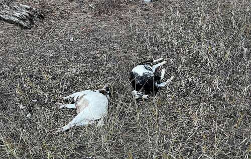 Man finds two dead goats dumped on his property northwest of Bayfield ...