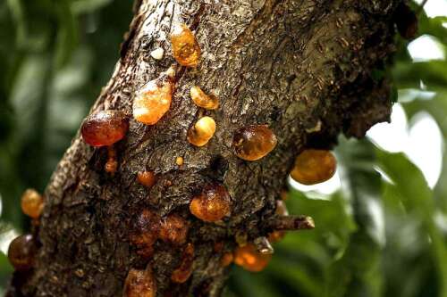 Fungus killing peach trees, causing millions in losses in Western ...