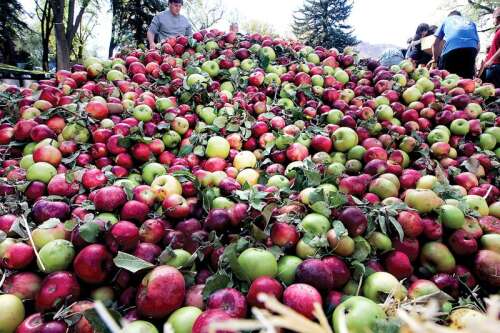 Dearth of fruit derails Apple Days, but you can donate excess produce ...