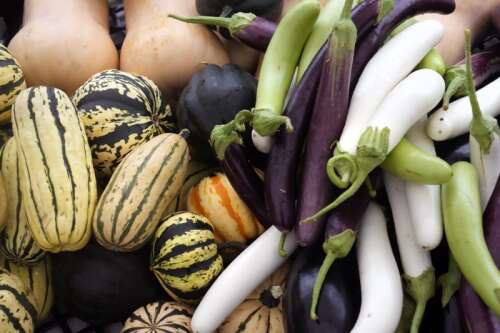 Free squash planting workshop to teach indigenous methods in Cortez ...