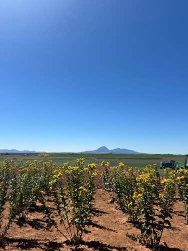 A perennial sunflower planted in Yellow Jacket holds promise - The ...