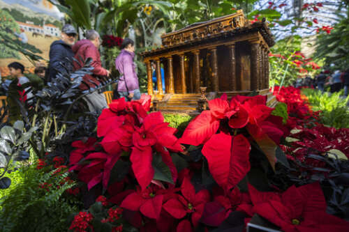 The checkered history of the poinsettia - The Journal