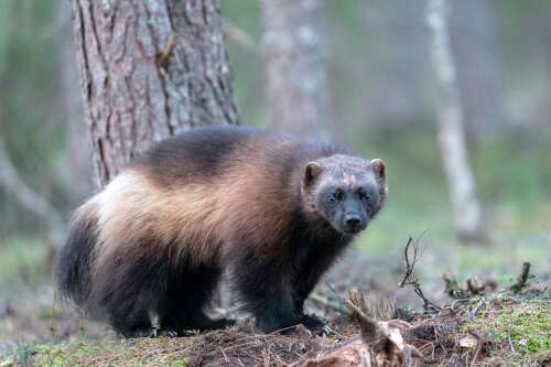 Wolverines could return to the San Juan Mountains: What will ...