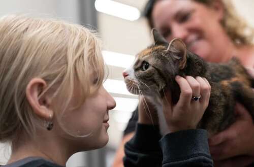 A purr-fect ending: Kansas cat found in La Plata County reunites with ...