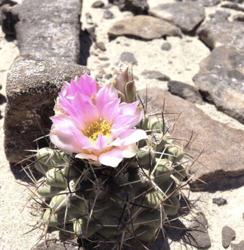 Rare Colorado cactus blooms off the endangered list with help from ...