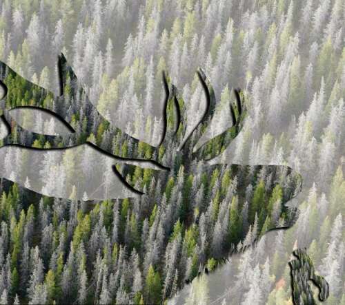 In beetle kill forests, there are winners and losers - The Durango Herald