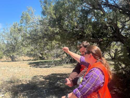 PCC’s new forestry class blends fieldwork and fundamentals in Mancos ...