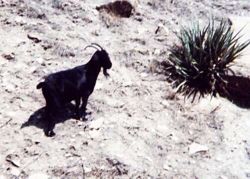 RIP, black goat - The Journal