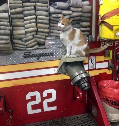 Help wanted: Book looks at 50 felines on the job - The Durango Herald