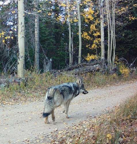 Gray wolf tracked south of Interstate 70 for first time since ...