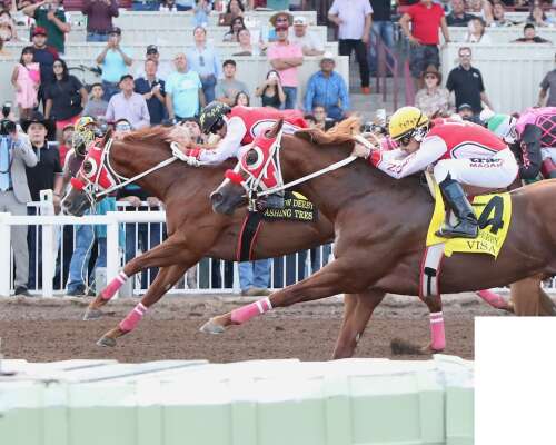 Dashing Tres earns narrow score in Grade 1 Rainbow Derby - The Tri-City ...