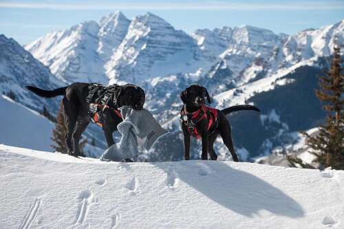 Ski patrol dogs work hard, play hard on Colorado slopes - The Durango ...