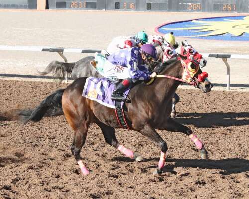Trials for quarter horse futurities to be held Friday - The Tri-City Record