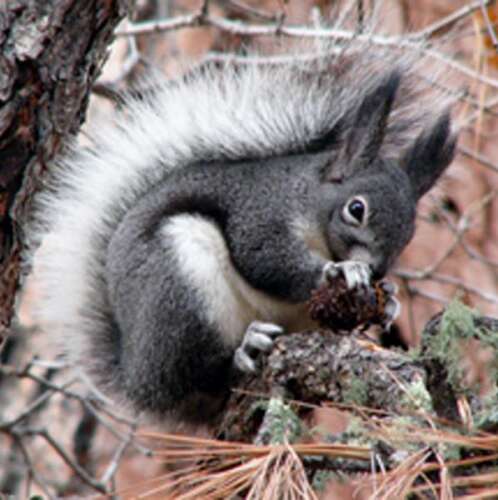 To spot this squirrel, look for its distinct ears - The Durango Herald