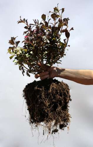 Have you seen this plant? - The Durango Herald