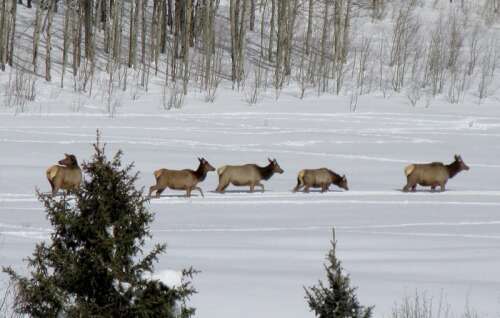 Colorado Parks and Wildlife to hold meeting about big-game hunting ...