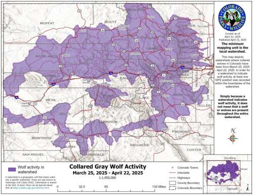 April wolf map shows one animal has traveled more than 1,200 miles ...