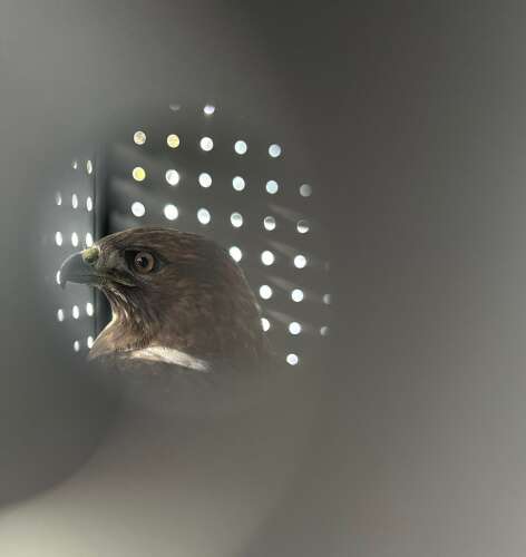 Red-tailed hawk released in Mesa Verde National Park - The Durango Herald