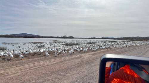 'Drones for Ducks' - The Tri-City Record