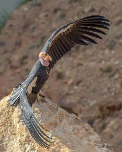 Poached condor defied death elsewhere, only to be shot and killed on ...