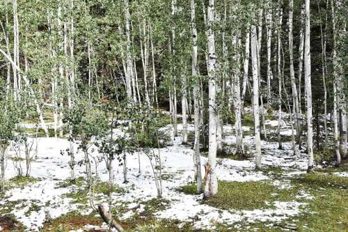 Our View: For the love of Southwest trees - The Durango Herald