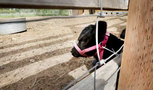 Applications for Veterinary Medicine Loan Repayment Program now open ...