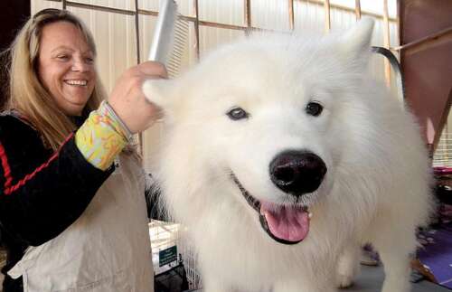 Durango Kennel Club to present dog-show series - The Durango Herald