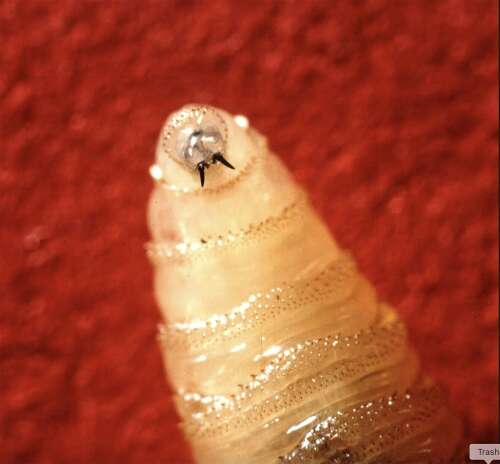 New Mexico reports first New World screwworm case in Lea County dog ...