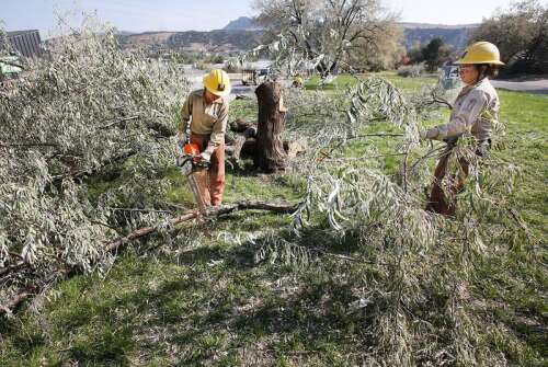 Invasive Russian olives trees removed, put to good use - The Durango Herald