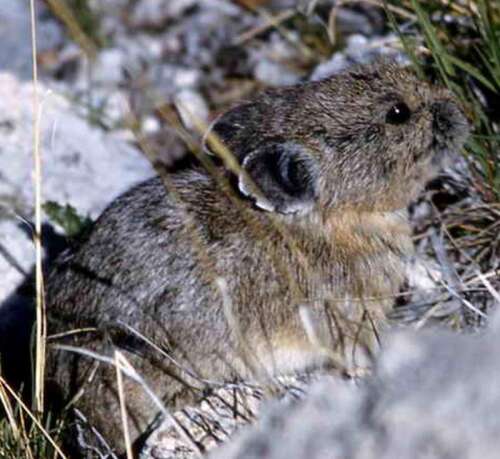 High-altitude pika may signal climate change - The Journal