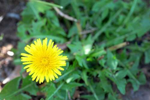 Turtle Lake Refuge to offer course on edible, wild plants - The Durango ...