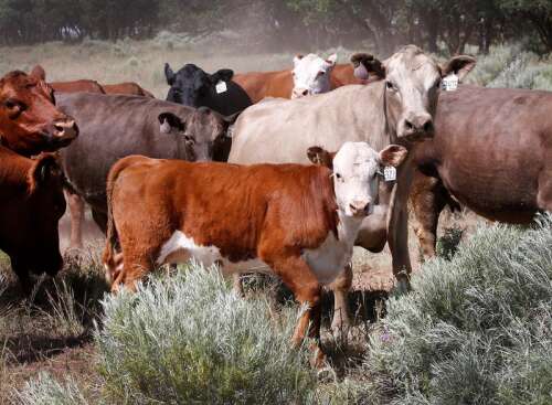 Cattle rustling suspected southwest of Montrose - The Durango Herald