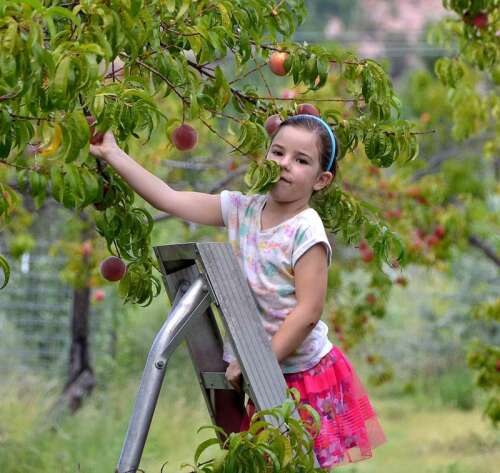 Efforts underway for Montezuma County peach market revival - The ...
