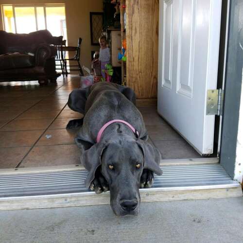 Bayfield man pleads guilty to shooting, killing neighbor’s dog - The ...