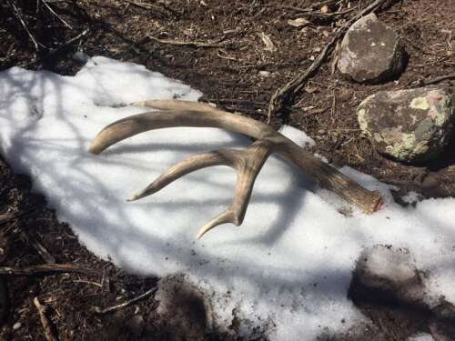 CPW reminder: Antler restrictions start Wednesday - The Journal