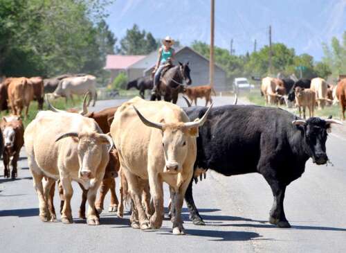 Headed for cooler ground - The Journal
