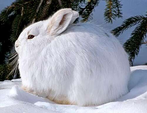 arctic hare adaptations
