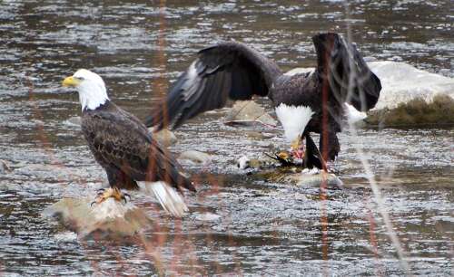 Duck sashimi! - The Durango Herald