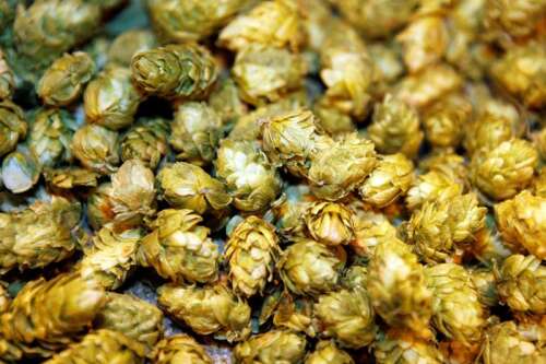 Brewer grows hops unique to northern New Mexico - The Durango Herald