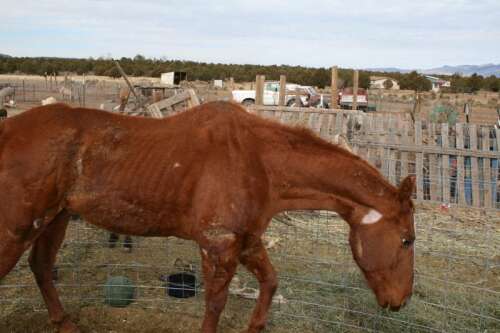 Court documents describe abysmal conditions in animal cruelty case ...