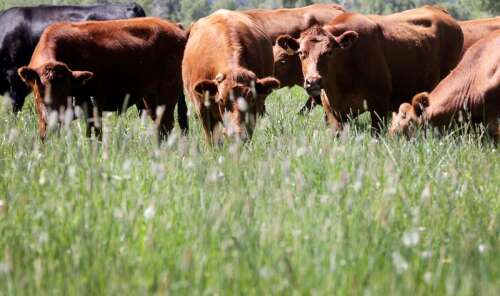 Holistic farming workshop will be offered in Mancos – The Durango Herald